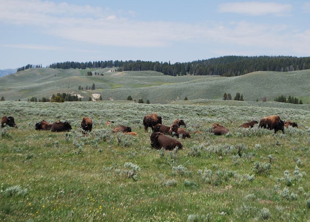 Yellowstone National Park Discovered | Audley Travel