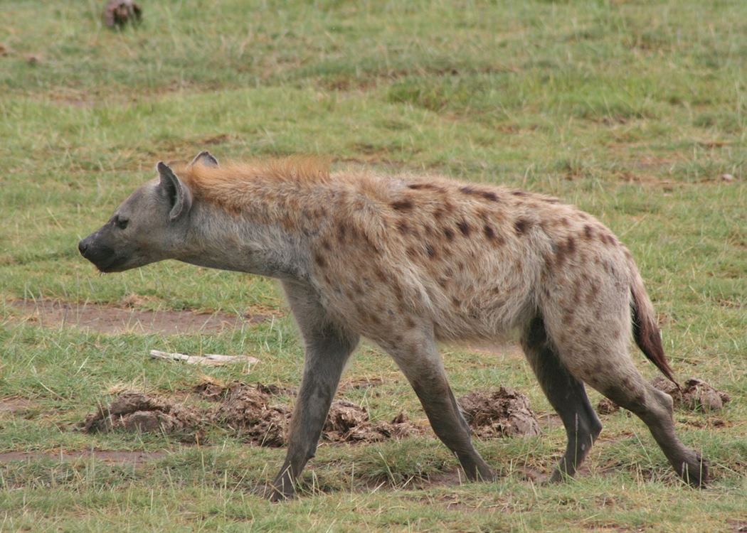 Ultimate Kenya Safari: Amboseli, Meru and Masai Mara | Audley Travel