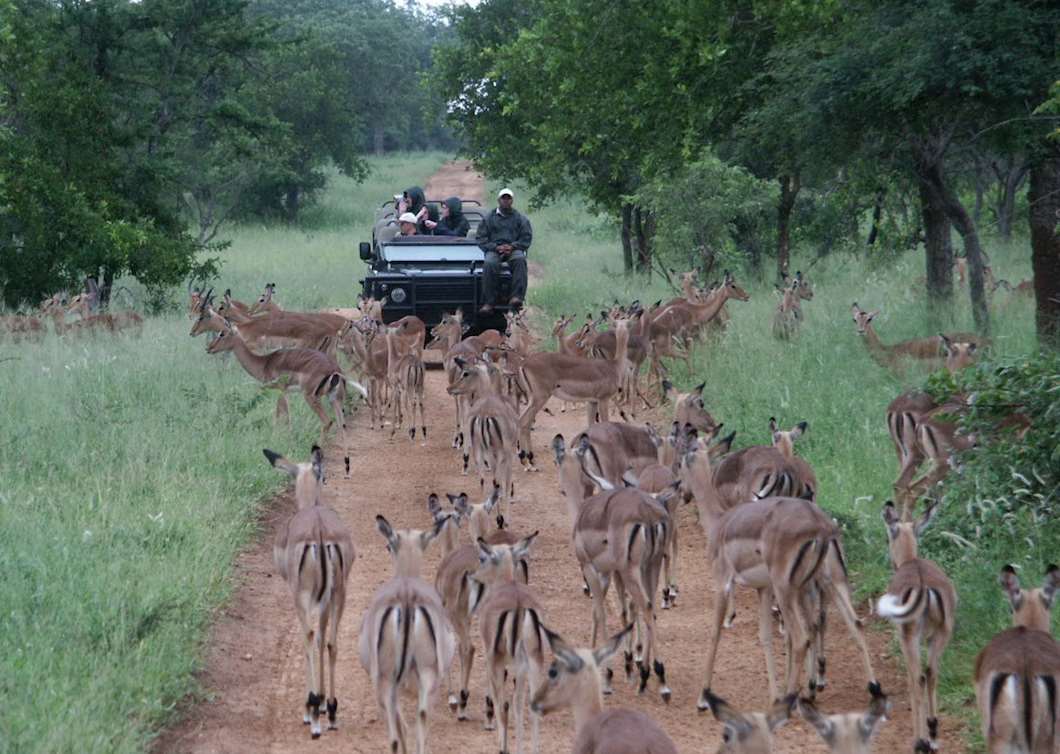 Shumbalala | Hotels in Thornybush Reserve | Audley Travel UK