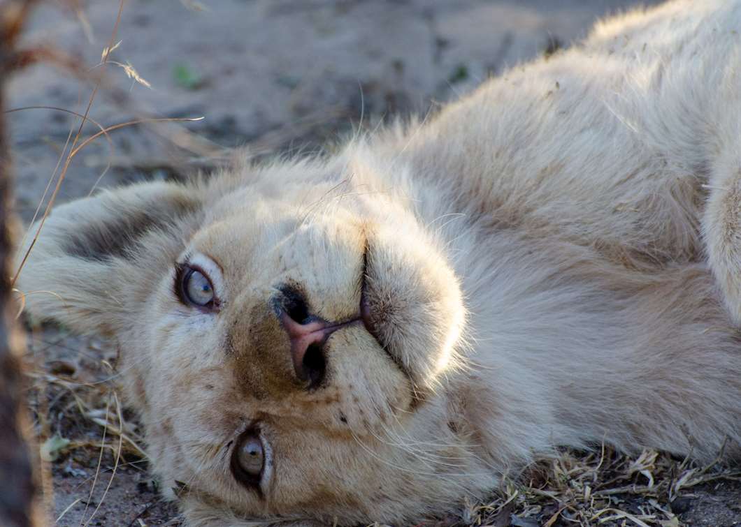 Visit Timbavati Game Reserve, South Africa | Audley Travel US