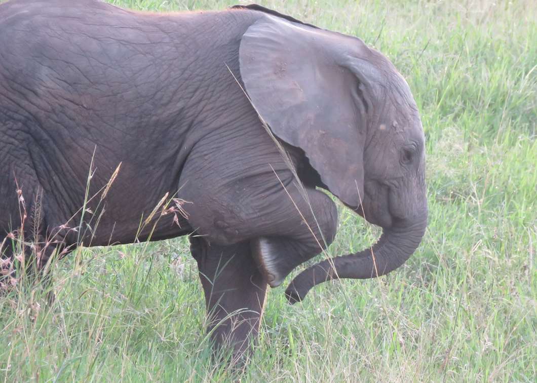 Visit Meru National Park, Kenya | Tailor-made Vacations | Audley Travel US