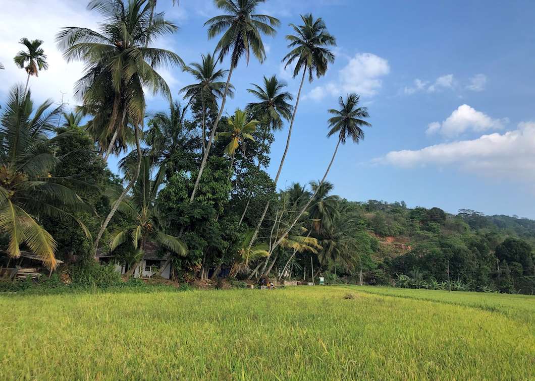 Ellerton | Hotels in Kandy | Audley Travel US