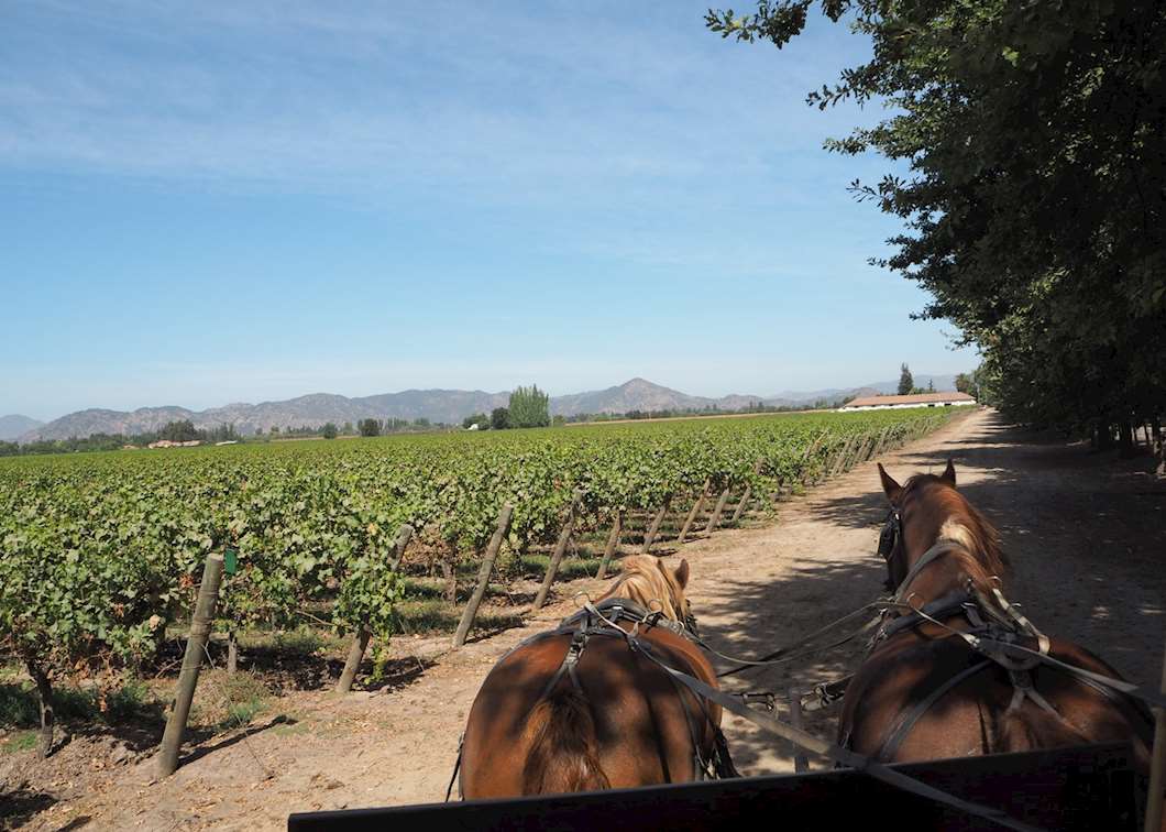 Visit Colchagua Valley, Chile Default Theme | Audley Travel UK