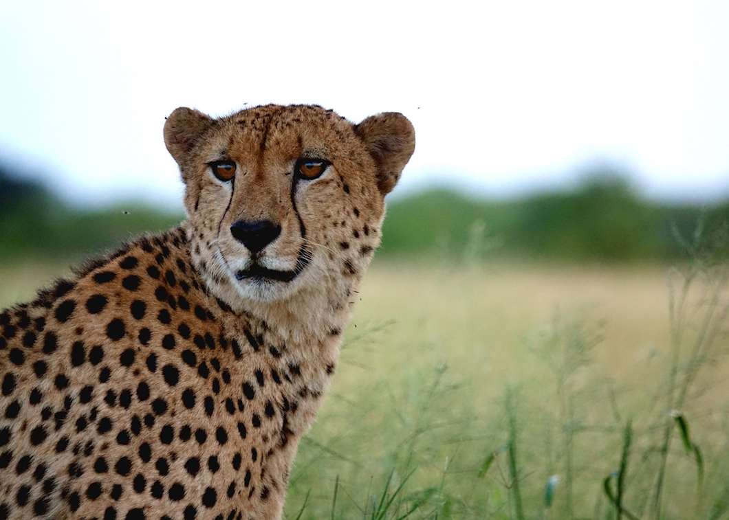 Visit Phinda Private Game Reserve, South Africa | Audley Travel UK