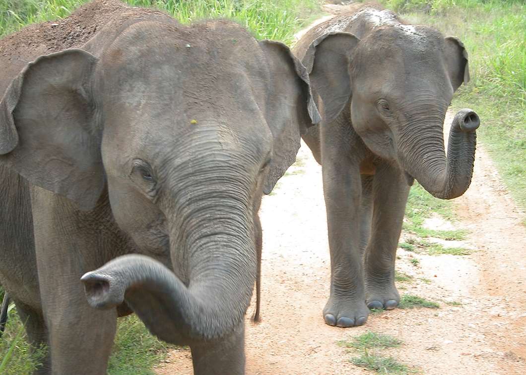 Visit Udawalawe National Park, Sri Lanka | Audley Travel UK