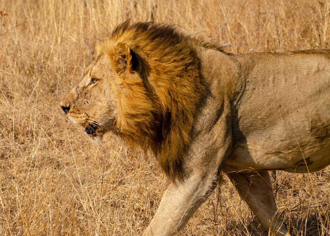 Visit Timbavati Game Reserve, South Africa | Audley Travel US