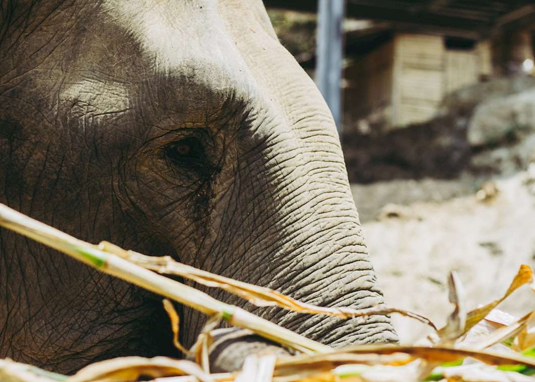 Elephant experience near Chiang Mai | Audley Travel UK