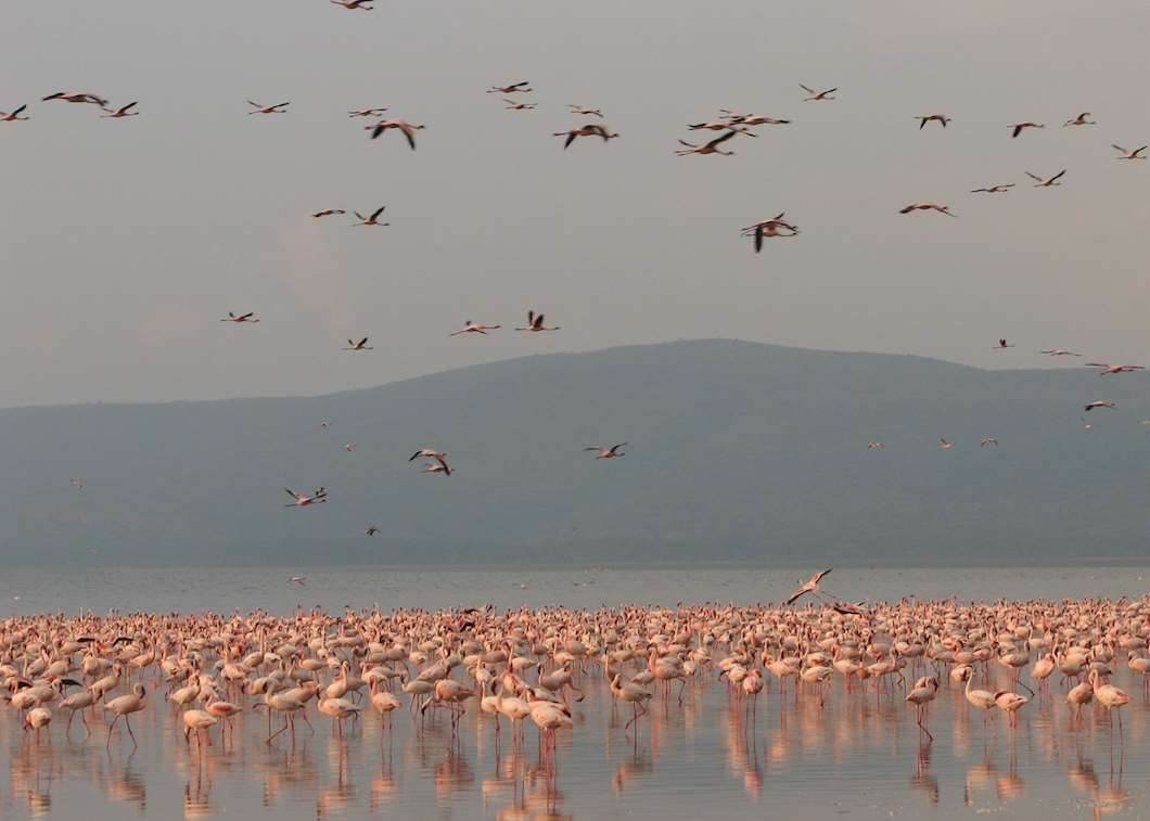 Visit Lake Nakuru, Kenya | Tailor-Made Trips | Audley Travel UK