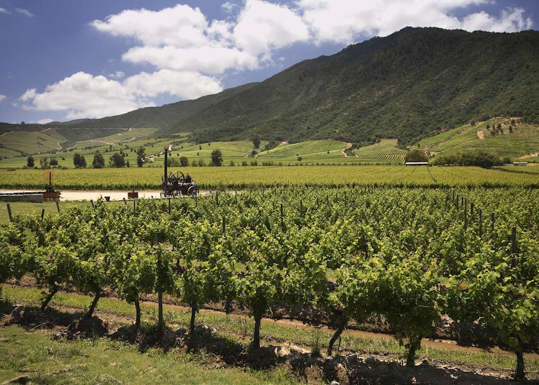 Visit Colchagua Valley on a trip to Chile | Audley Travel US