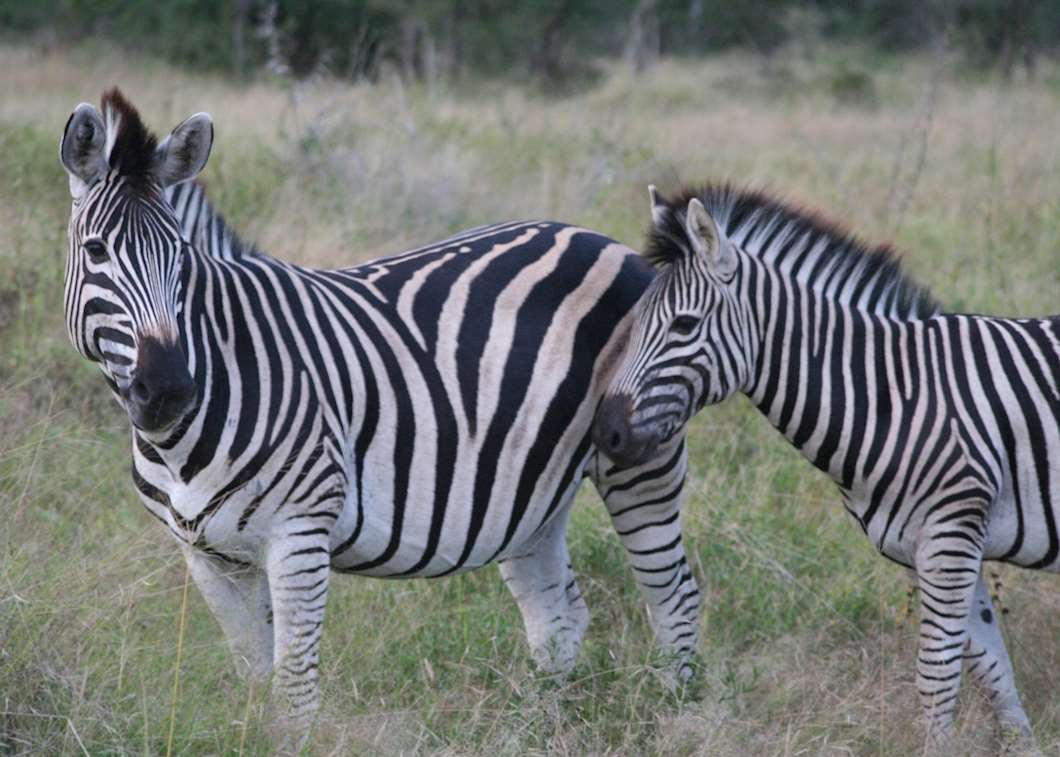 Sabi Sands Game Reserve, South Africa | Tailor-made Trips | Audley ...