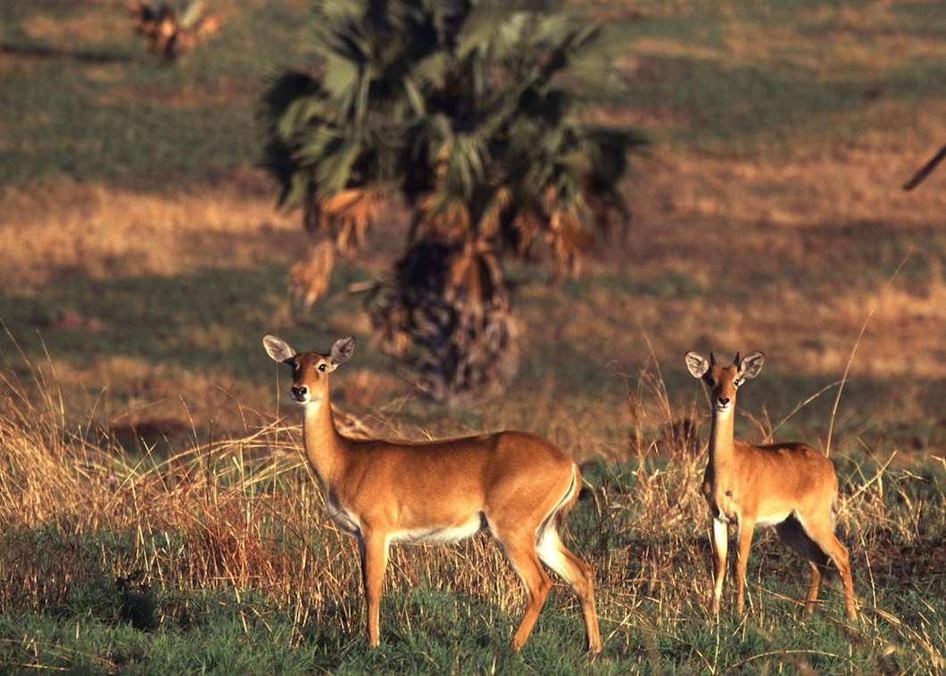 Visit Semliki Wildlife Reserve, Uganda | Audley Travel UK