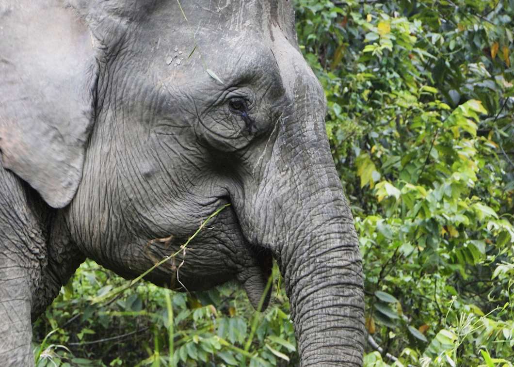 Visit Kinabatangan River, Borneo | Tailor-Made Travel | Audley Travel UK
