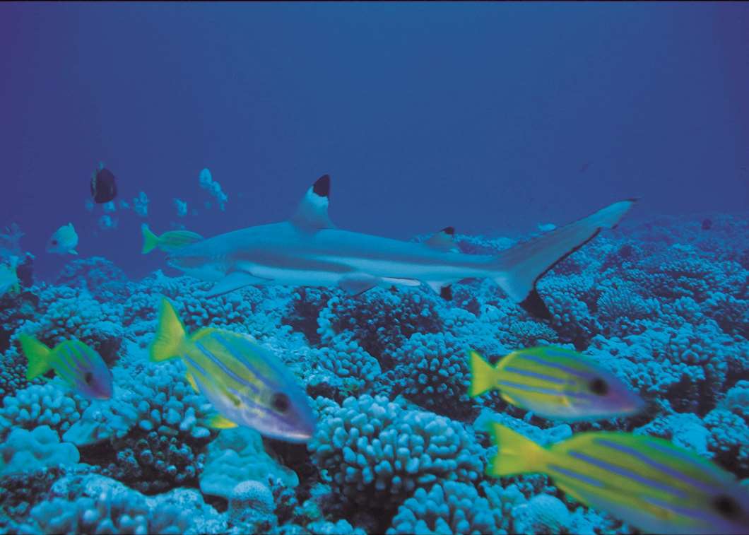 Moorea Vacations | Audley Travel US