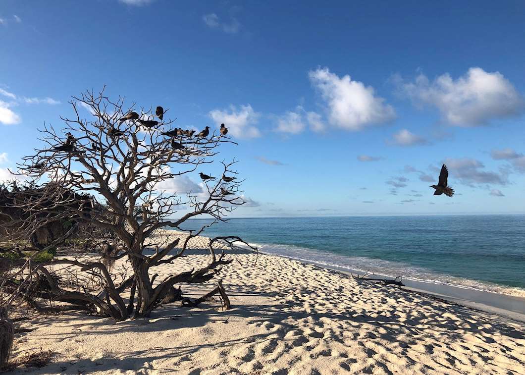 Visit Bird Island on a trip to The Seychelles | Audley Travel UK