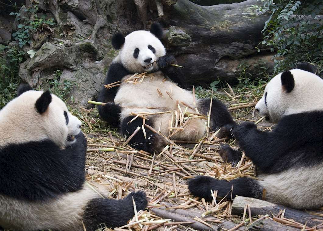 Panda Research Base, China | Audley Travel UK