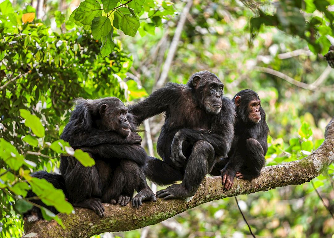 Mahale Mountains National Park, Tanzania | Audley Travel US