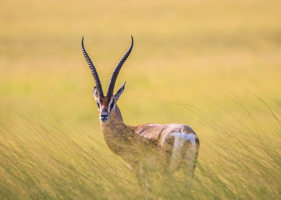 Visit The Chyulu Hills, Kenya | Tailor-made Trips | Audley Travel UK