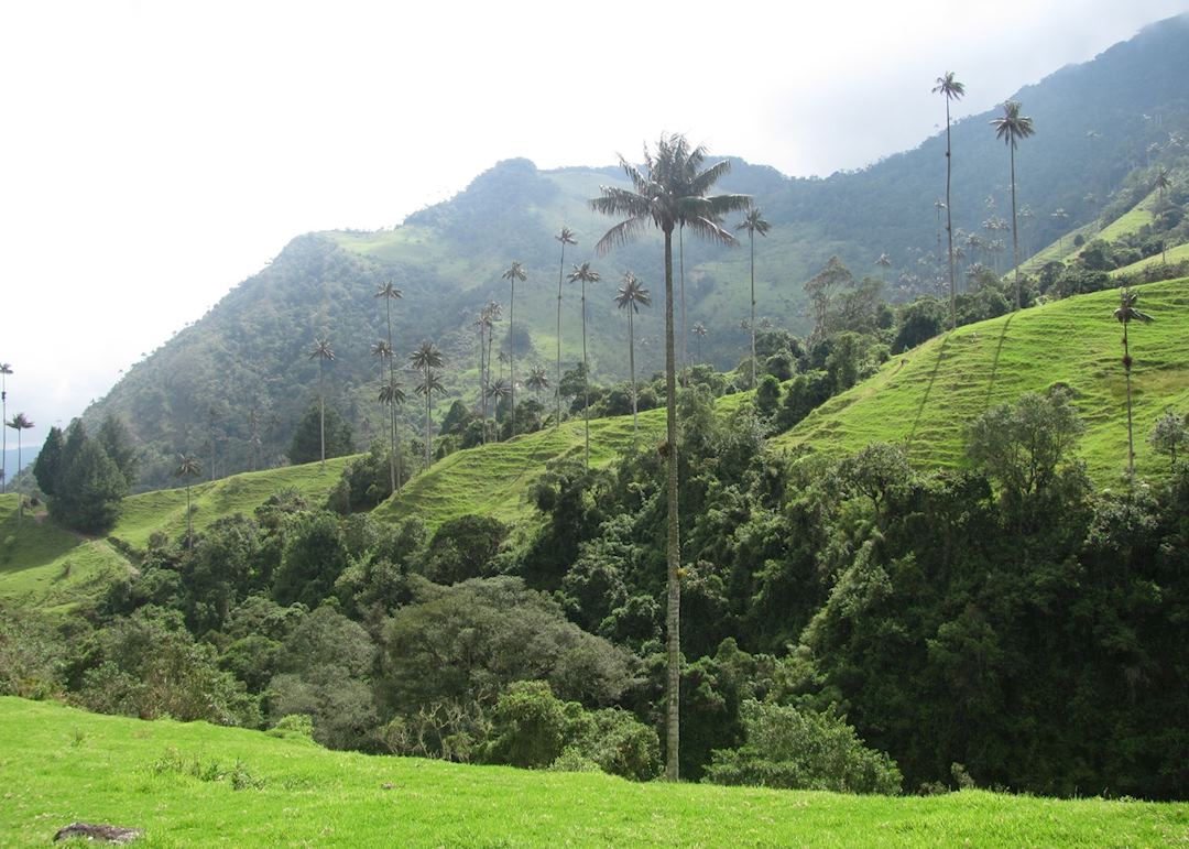 Visit Zona Cafetera on a trip to Colombia | Audley Travel US