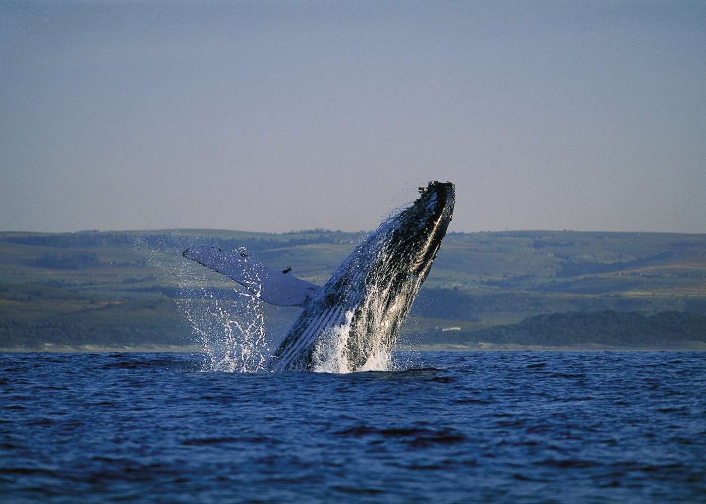 Visit Hermanus, South Africa | Tailor-made Trips | Audley Travel UK