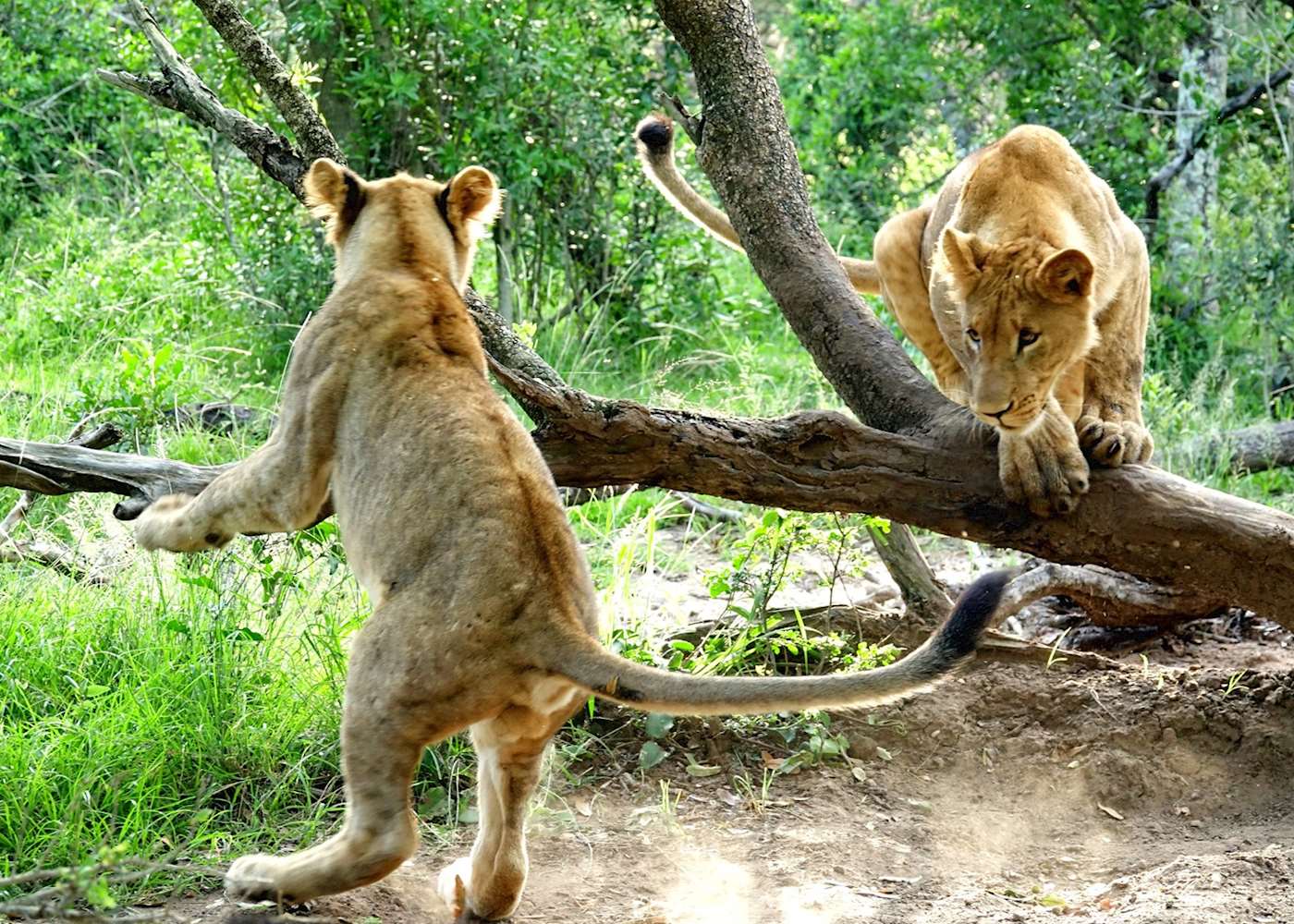Visit Phinda Private Game Reserve, South Africa | Audley Travel US