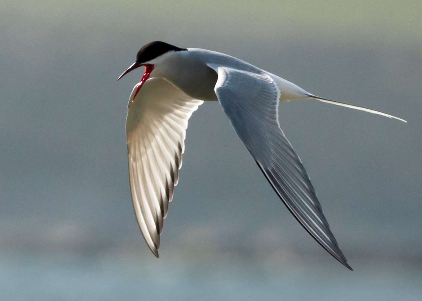 Islay wildlife cruise | Audley Travel US