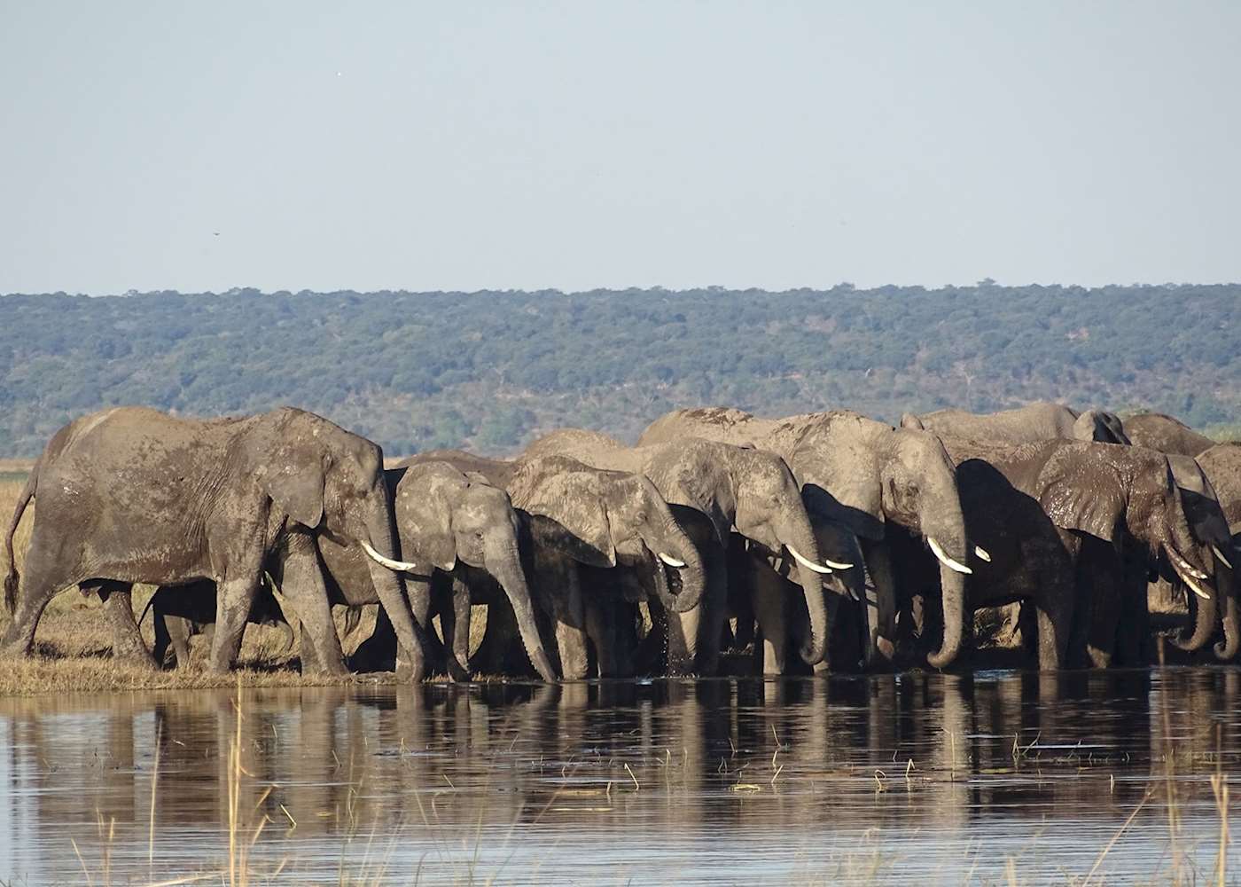 Visit Chobe River Front, Namibia | Tailor-made Trips | Audley Travel UK