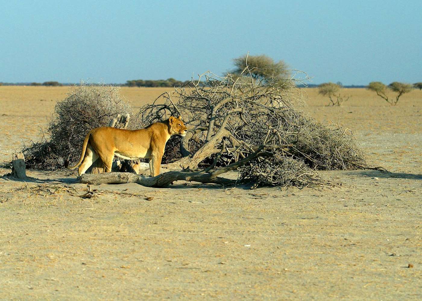 Visit Central Kalahari | Tailor-Made Vacations | Audley Travel US
