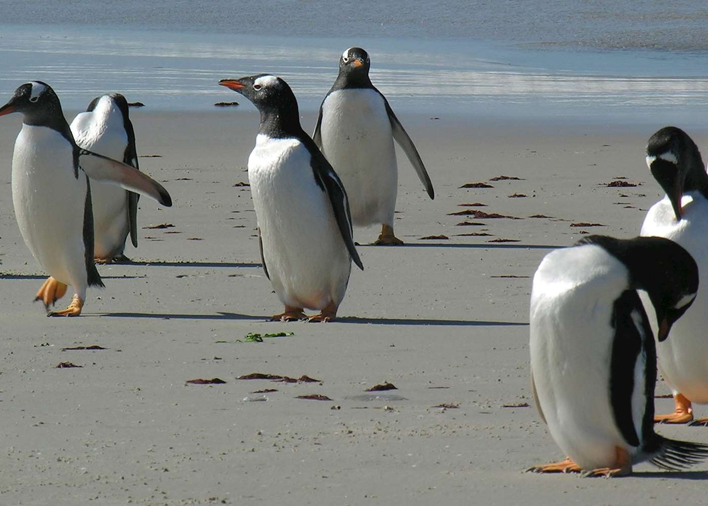 Pebble Island Excursion, the Falklands | Audley Travel UK