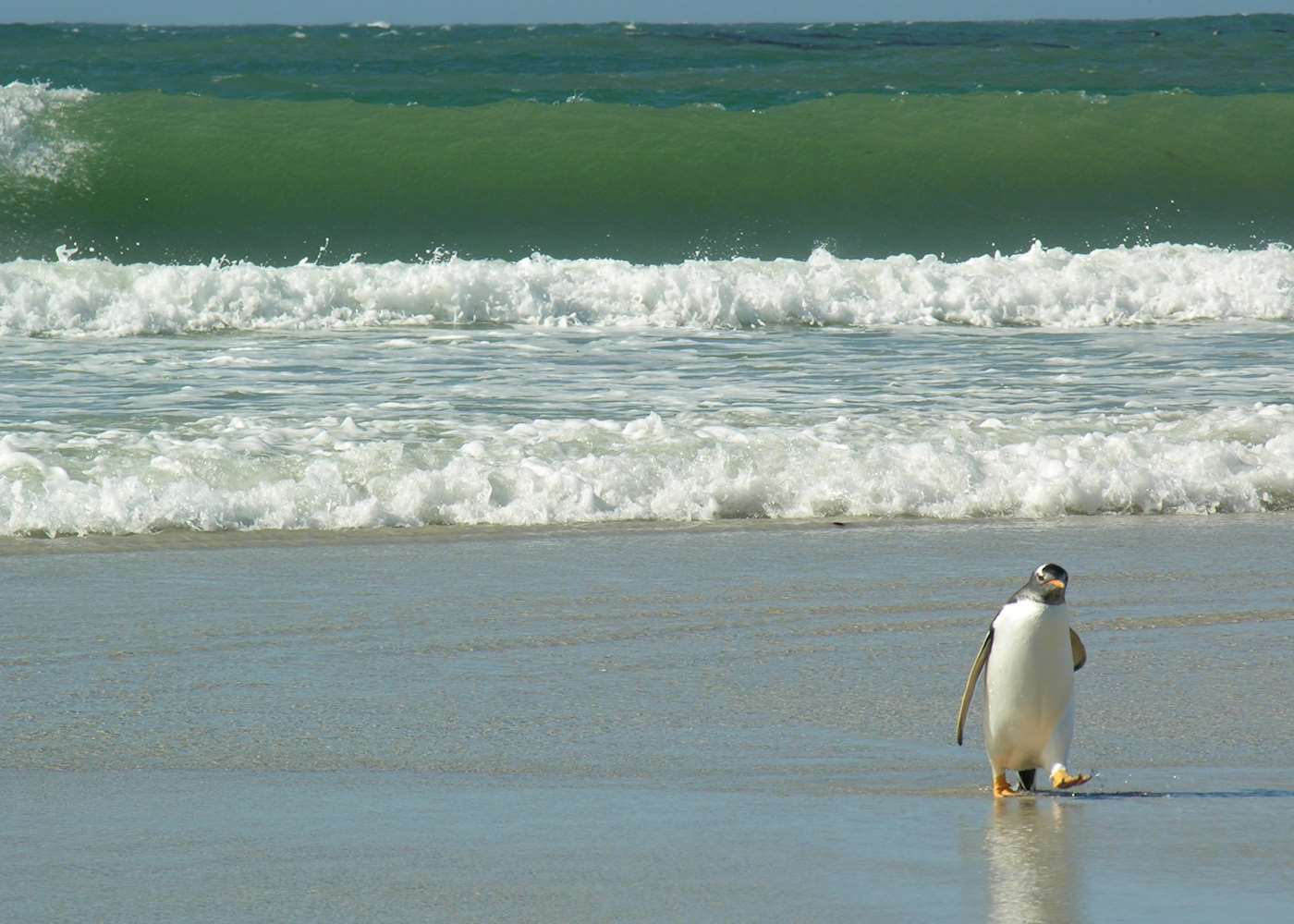 Pebble Island Excursion, the Falklands | Audley Travel UK