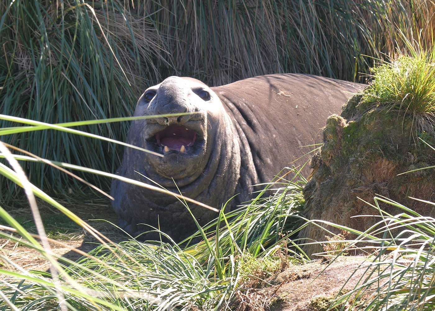 Carcass Island, The Falkland Islands | Audley Travel US