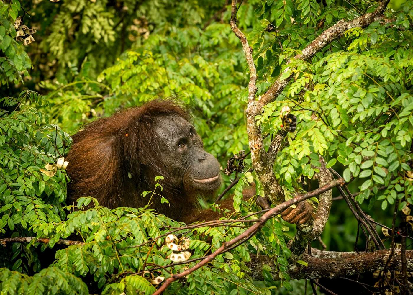 Visit Tabin Wildlife Reserve, Borneo | Tailor-Made Trips | Audley Travel UK