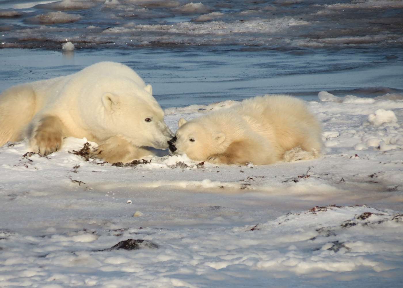 Lazy Bear Lodge | Audley Travel UK