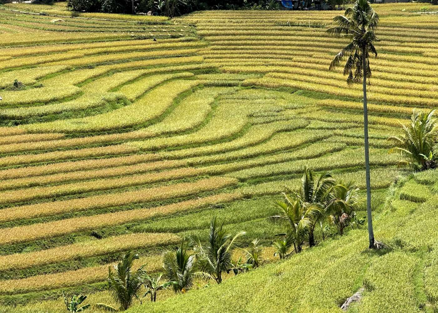 Bohol half day tour, the Philippines | Audley Travel UK