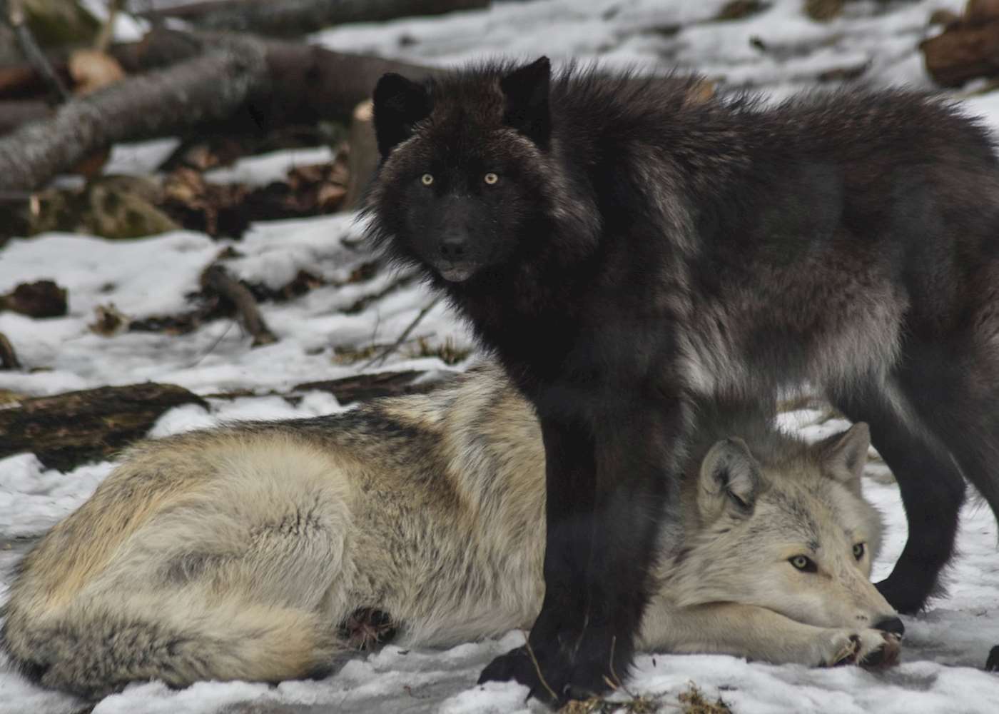 Haliburton Forest & Wildlife Reserve | Audley Travel UK