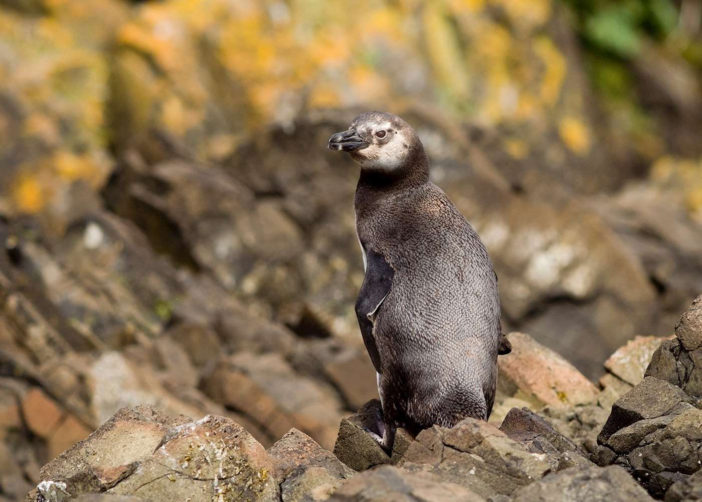Visit Chiloé Island on a trip to Chile | Audley Travel UK