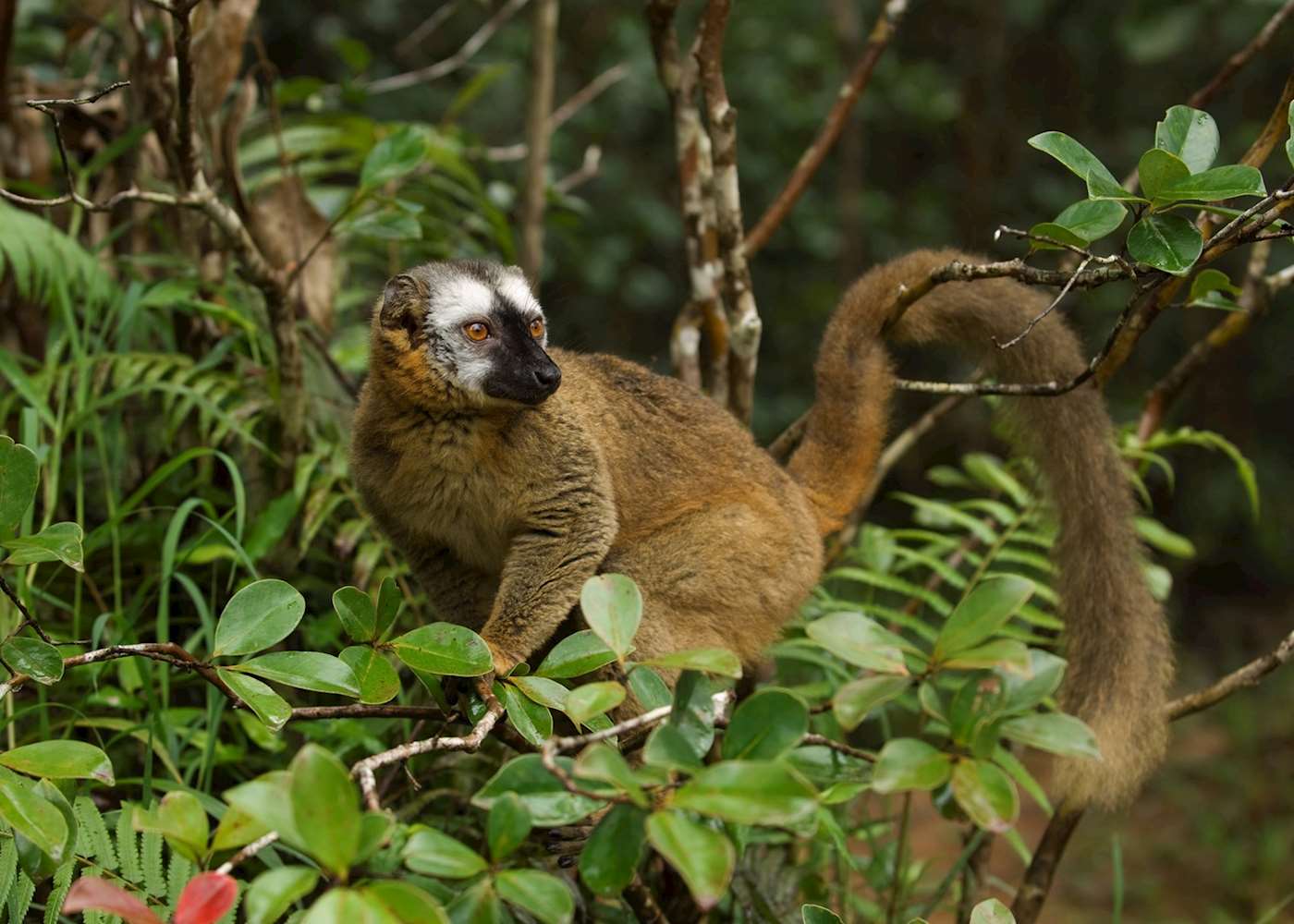 Andasibe National Park, Madagascar | Tailor-made Trips | Audley Travel UK