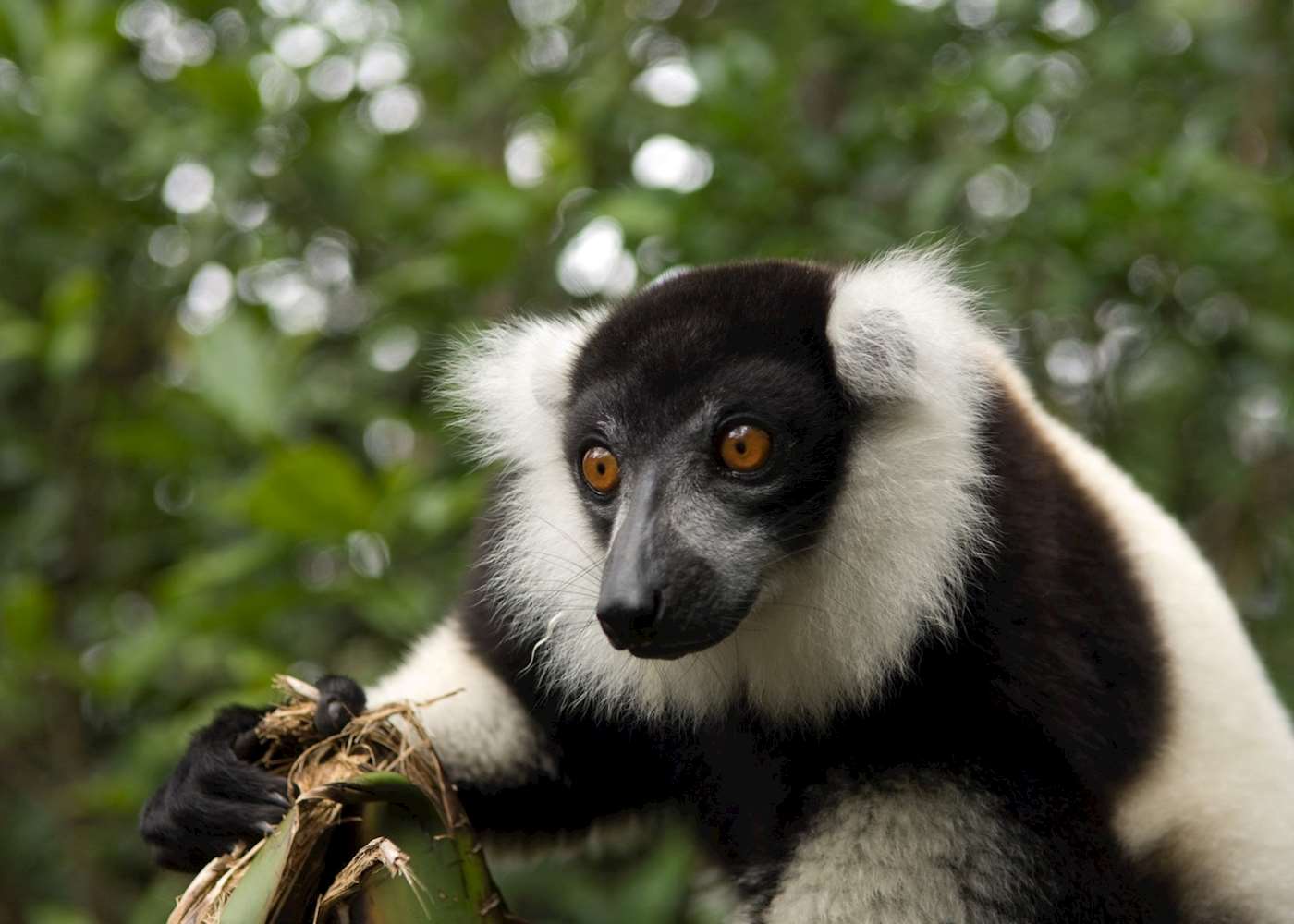 Visit Eastern Madagascar | Tailor-made Trips | Audley Travel UK