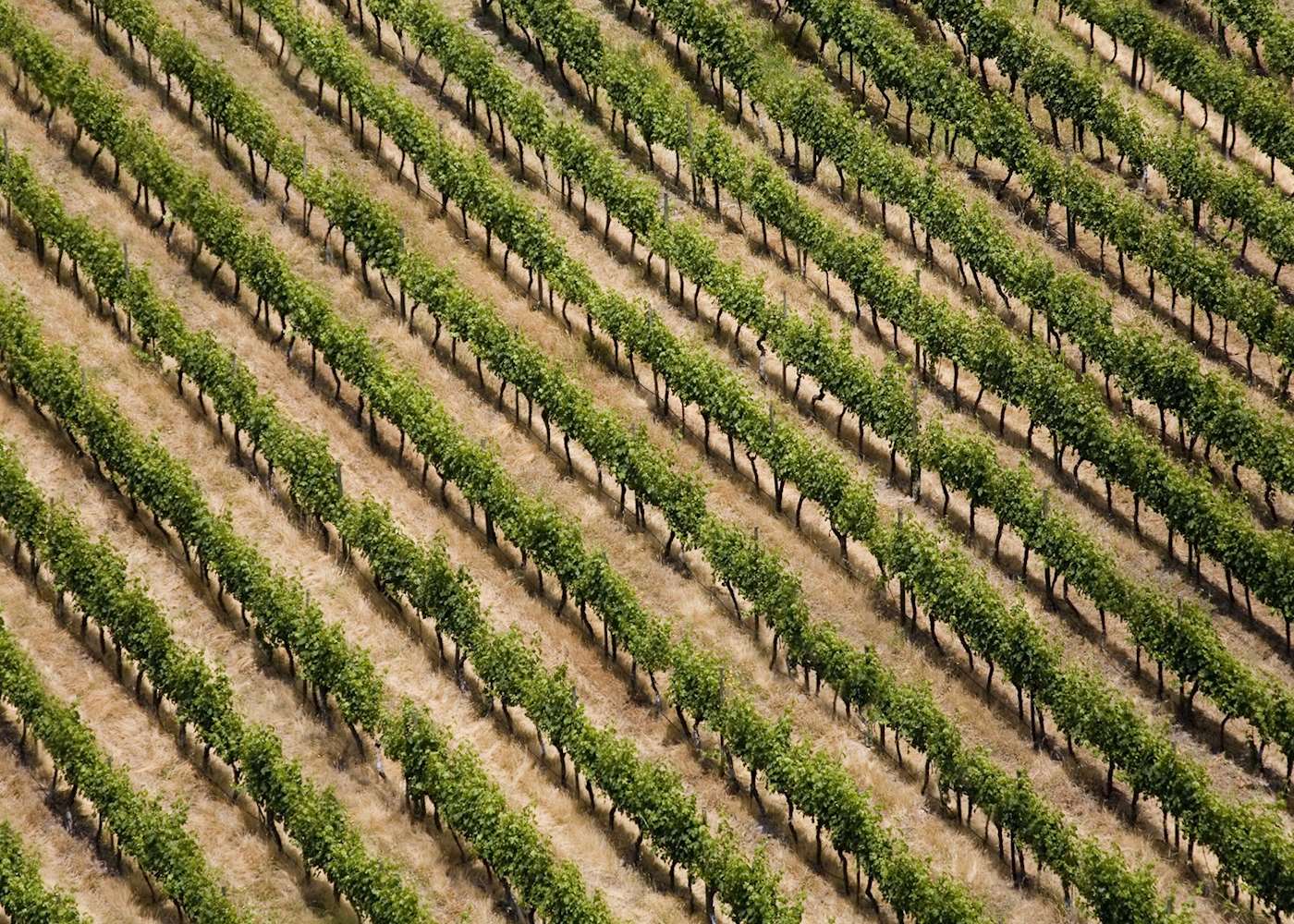 Visit Colchagua Valley, Chile Default Theme | Audley Travel UK