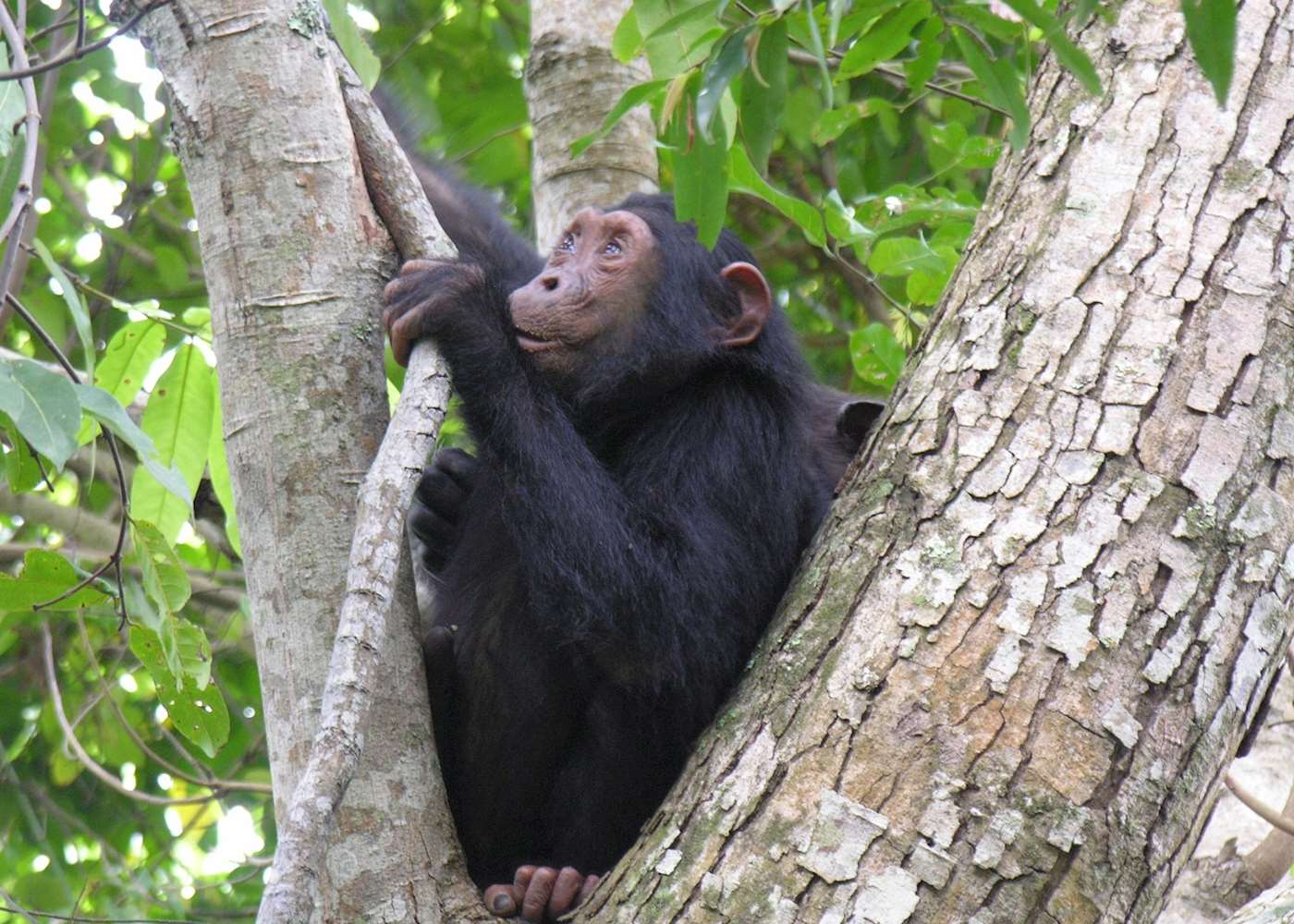 Mahale Mountains National Park, Tanzania | Audley Travel US