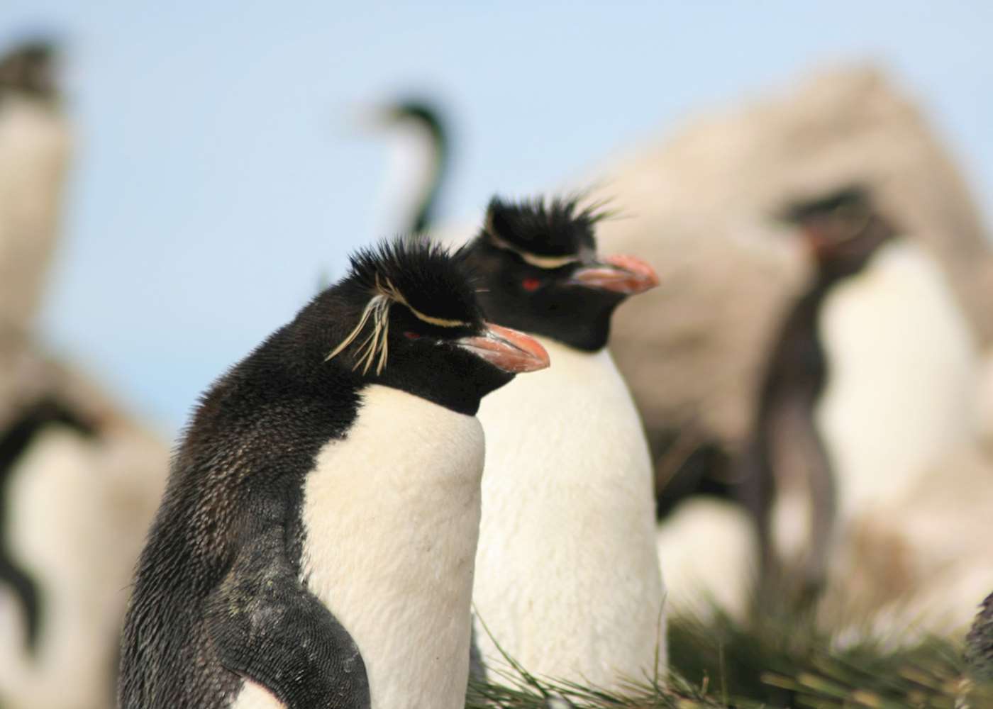 Visit Pebble Island | Audley Travel US
