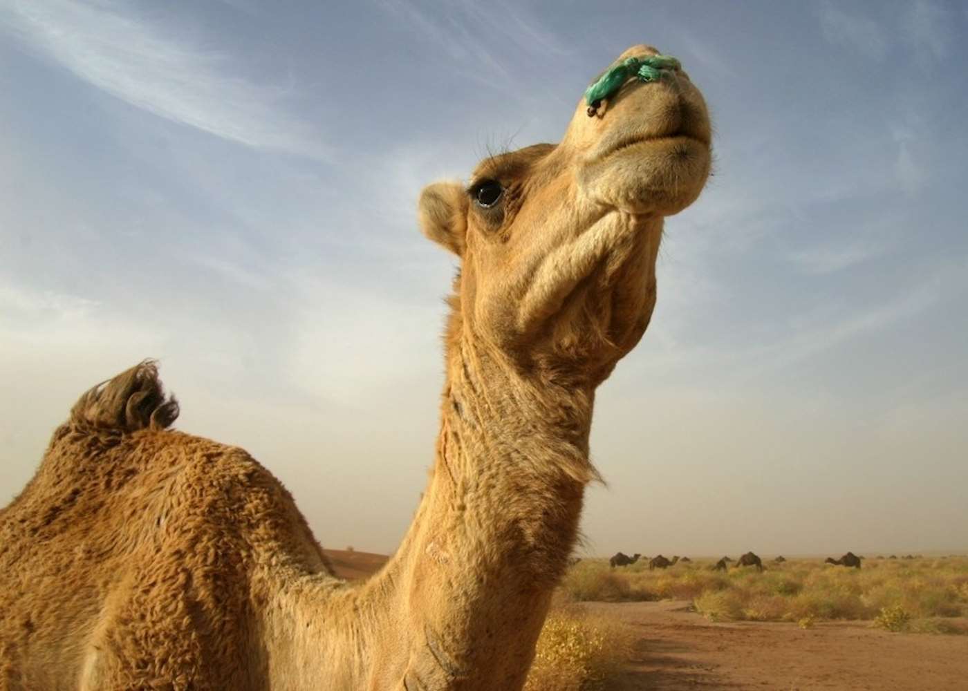 Erg Chebbi Excursion, Morocco | Audley Travel UK