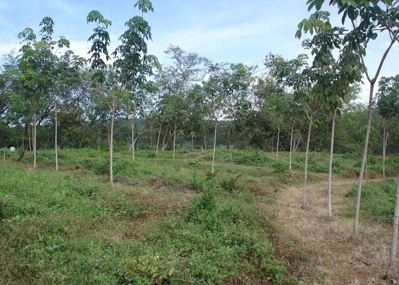 Visit Sumatra, Indonesia | Tailor-Made Sumatra Trips | Audley Travel UK