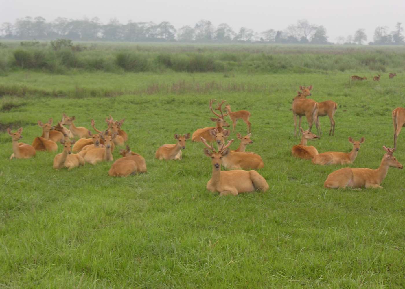 Visit Assam on a trip to India | Audley Travel UK