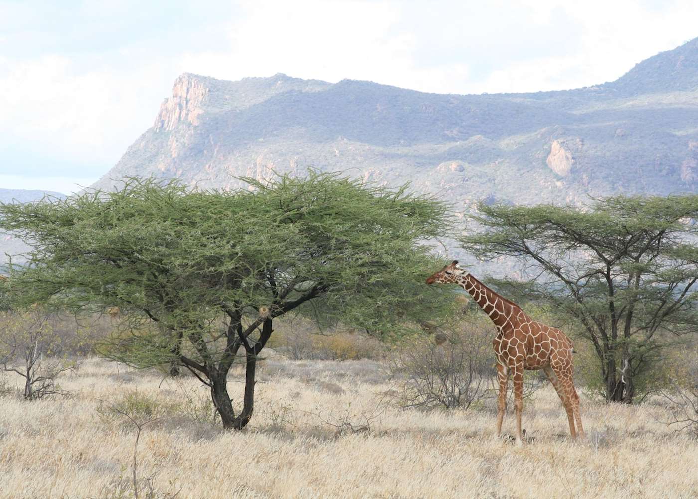 Visit Shaba National Reserve, Kenya | Tailor-made Trips | Audley Travel UK