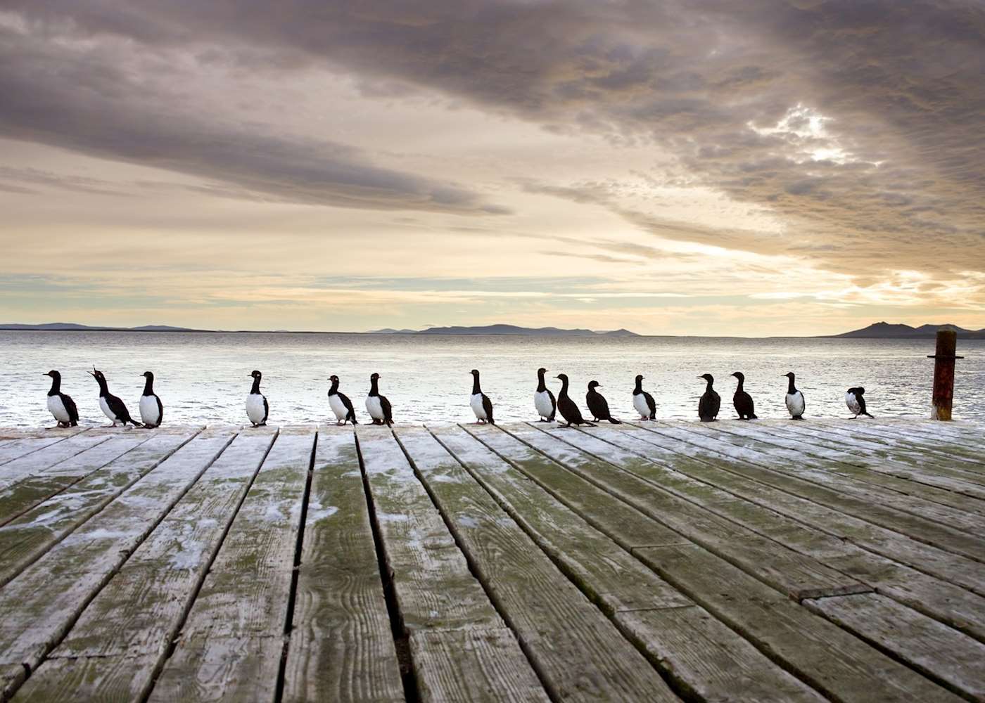 Visit Pebble Island, The Falkland Islands | Audley Travel UK