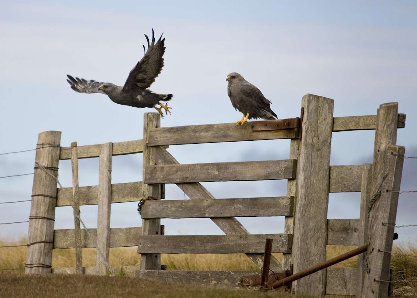 Visit Pebble Island, The Falkland Islands | Audley Travel UK