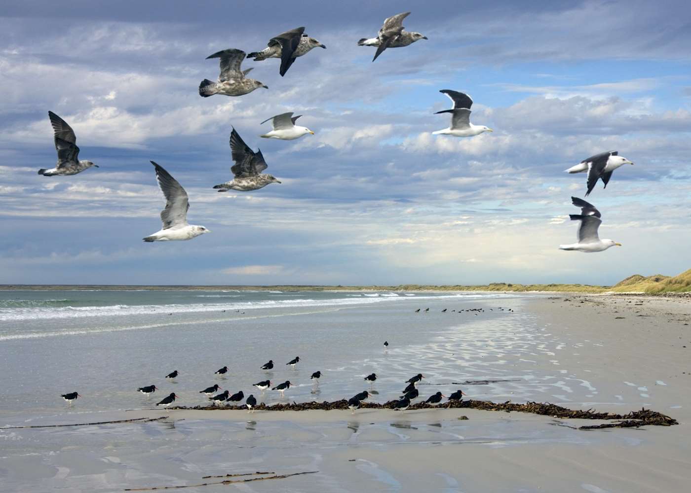 Visit Pebble Island, The Falkland Islands | Audley Travel UK