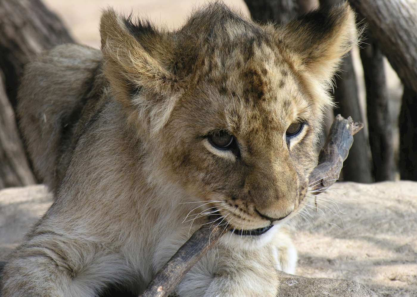 Madikwe Game Reserve, South Africa | Tailor-made Trips | Audley Travel UK