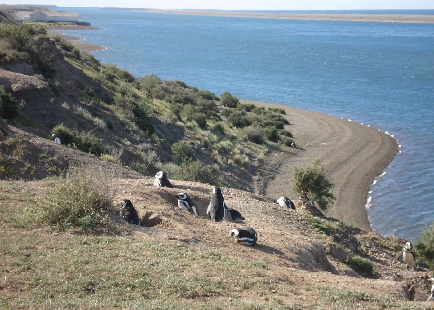 Visit Península Valdés on a trip to Argentina | Audley Travel UK