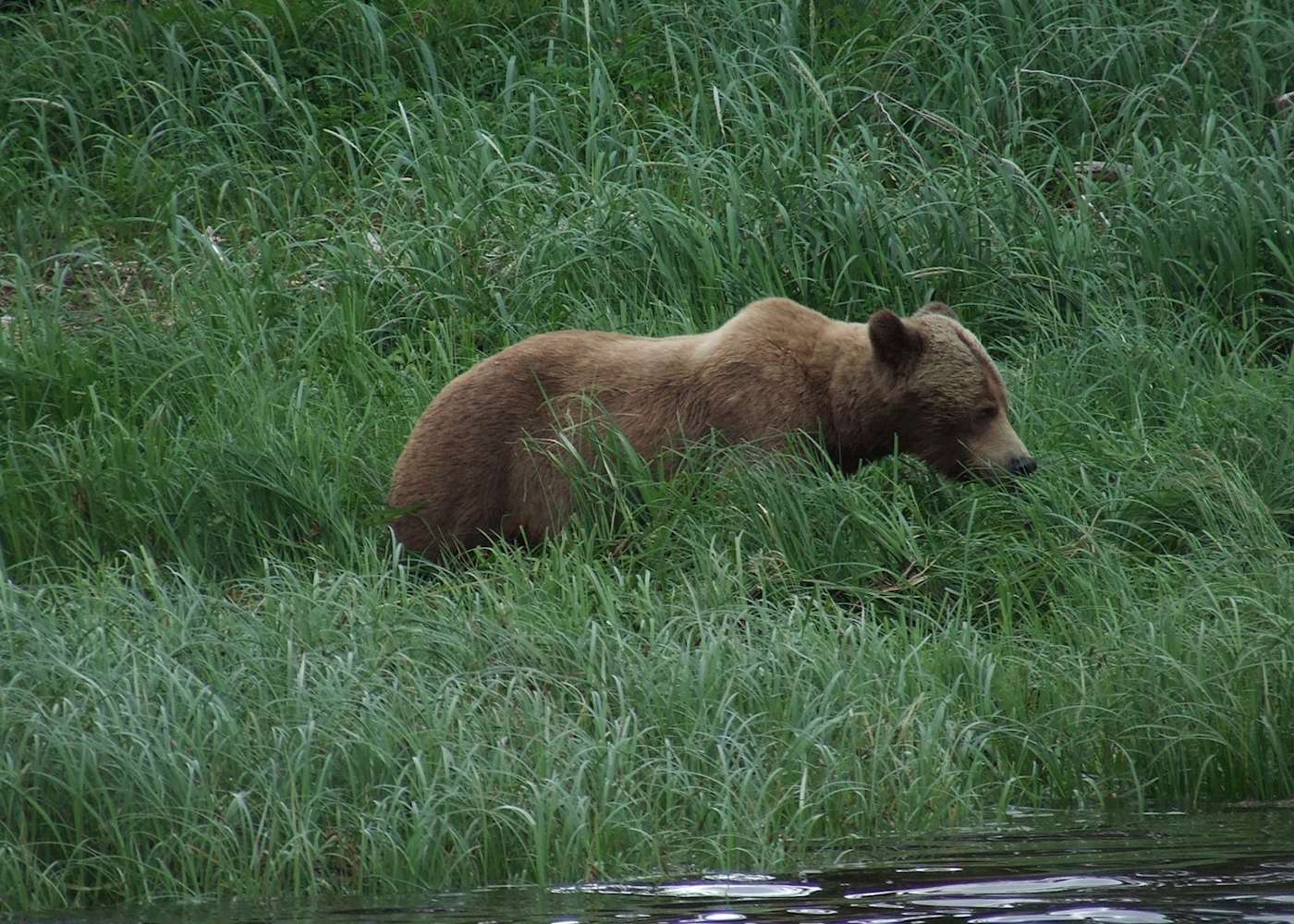 Grizzly Bears of Bute Inlet, Canada | Audley Travel US